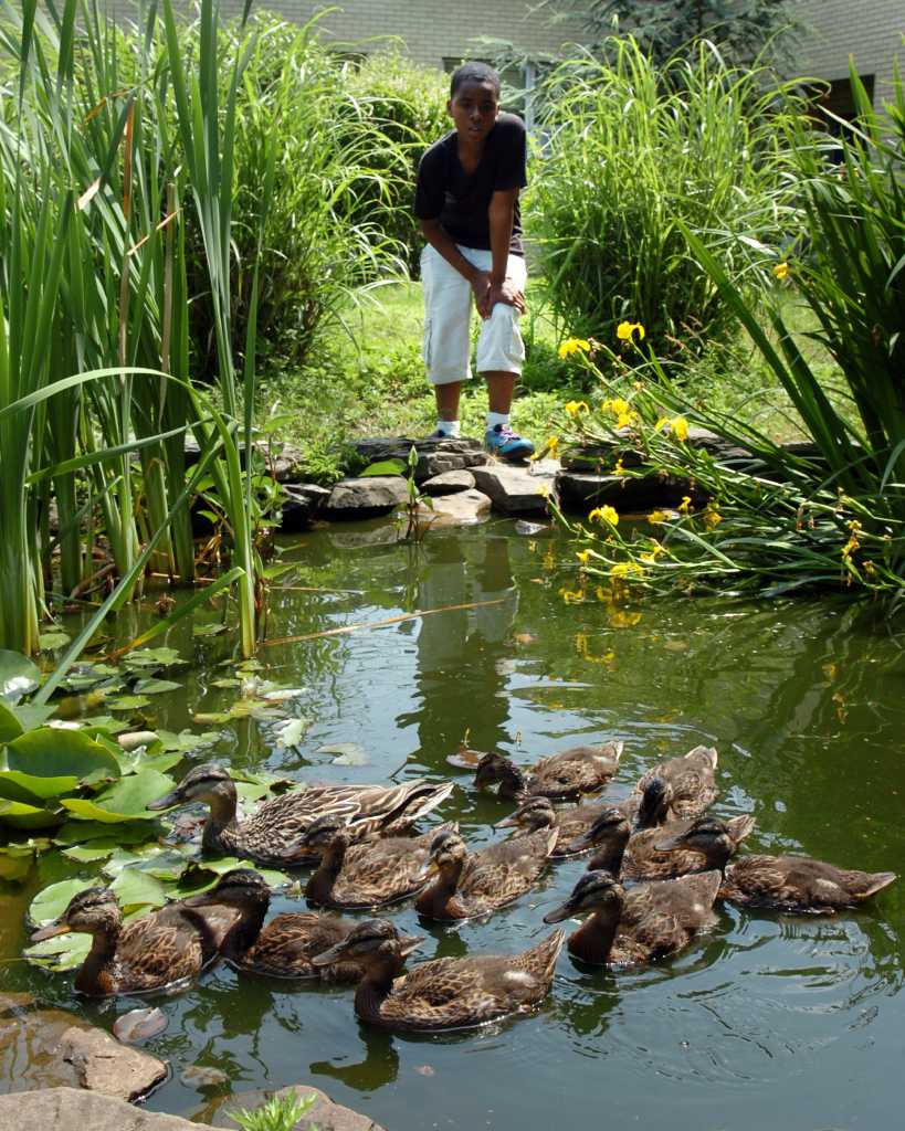 Ducks waddle to the head of the class