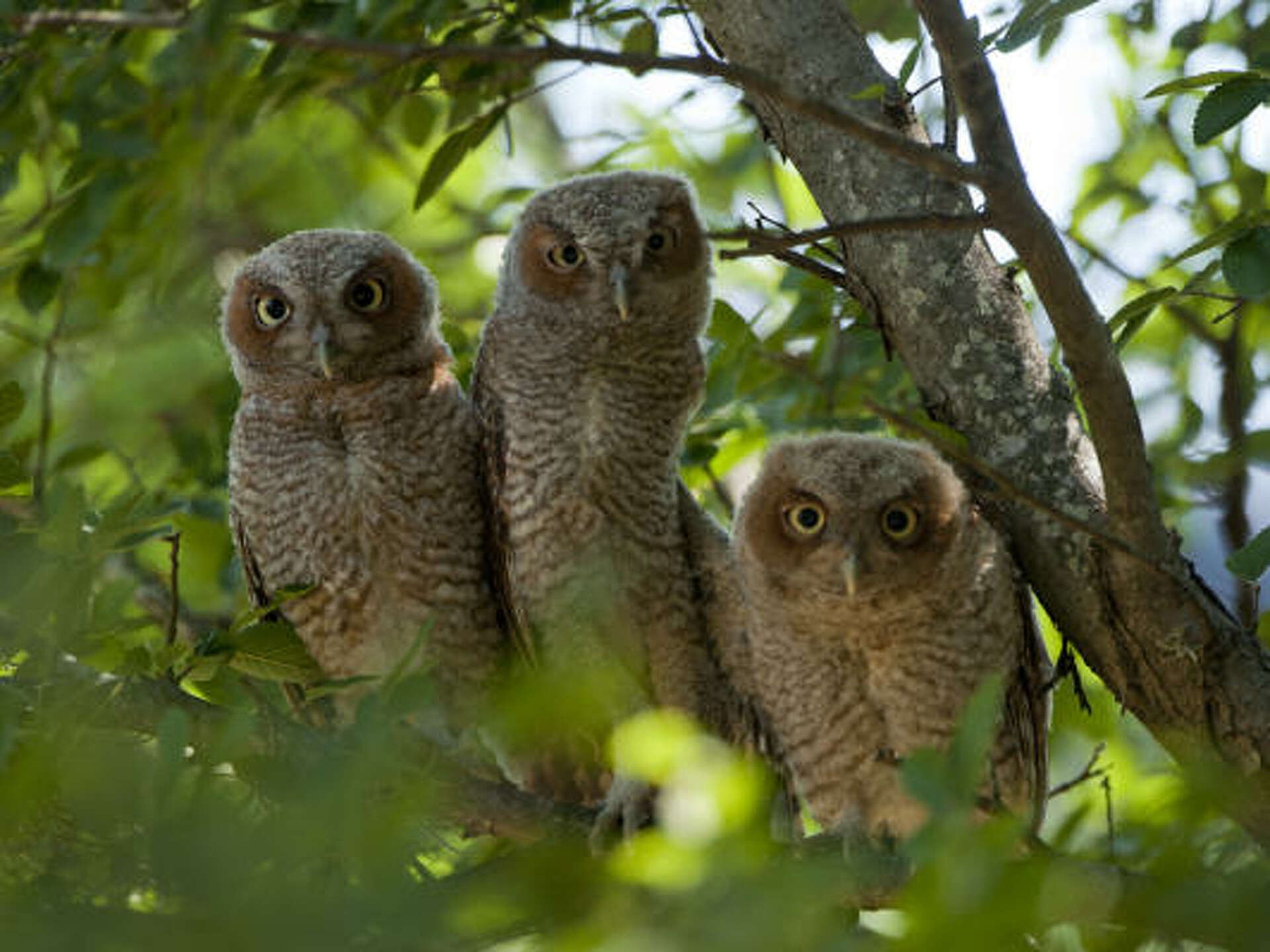 Owlets are making appearances