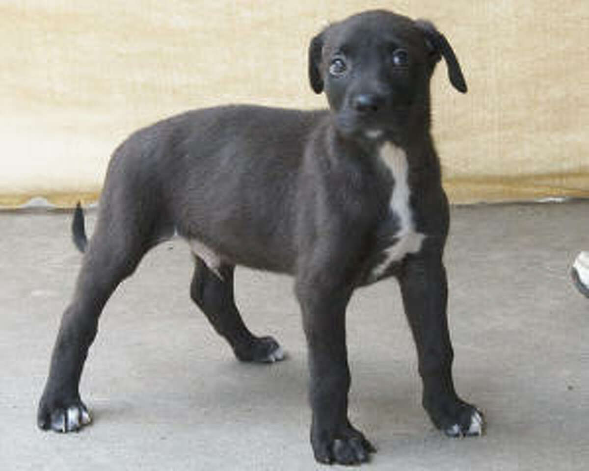 UPDATED: Adoptable dogs in Beaumont