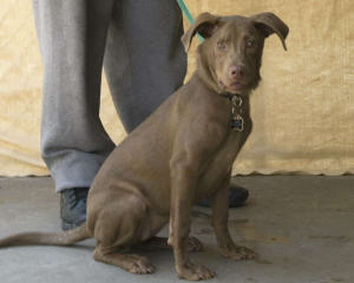 UPDATED: Adoptable dogs in Beaumont