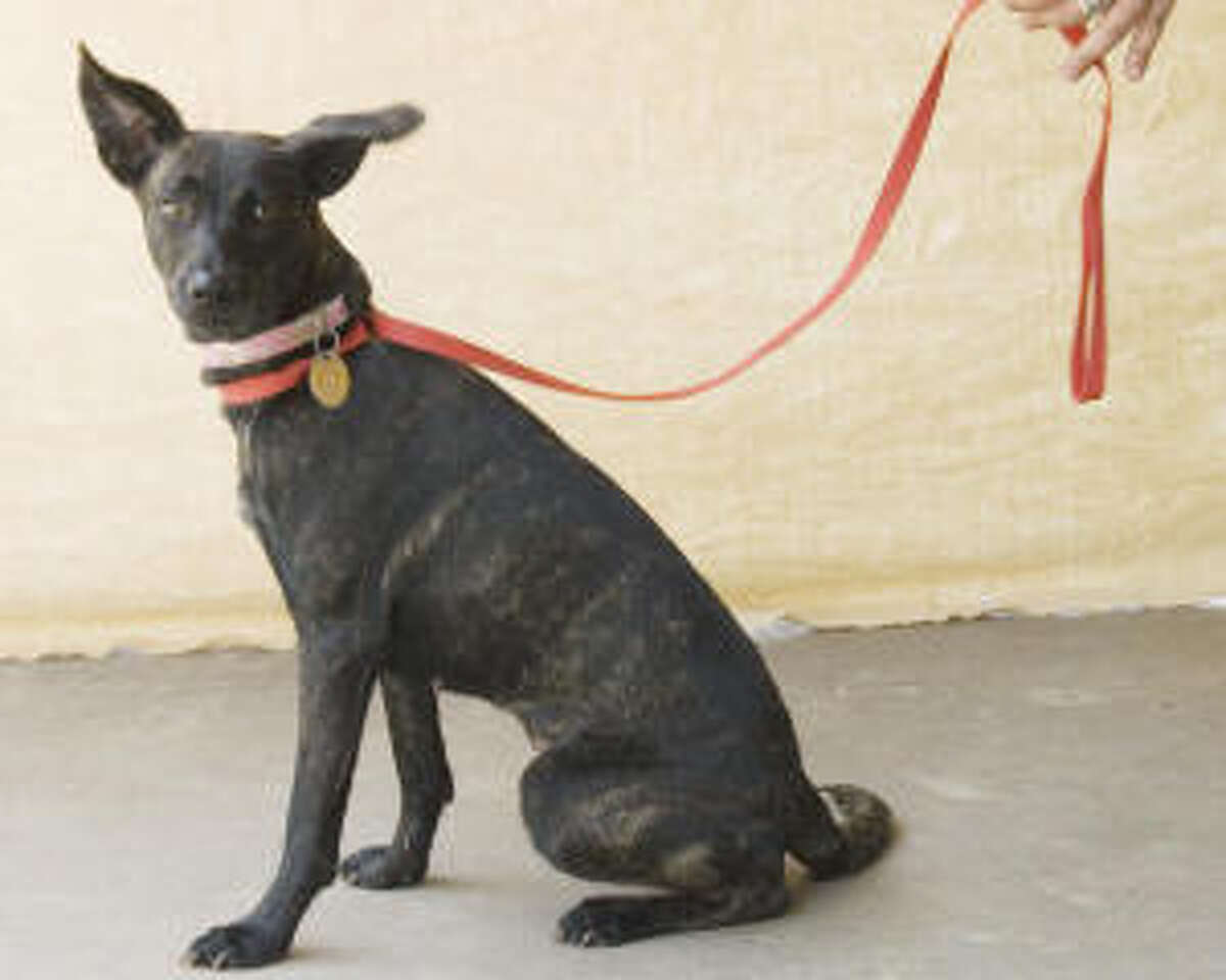 UPDATED: Adoptable dogs in Beaumont
