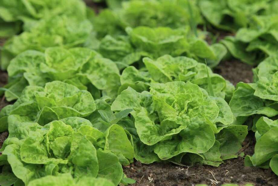 The dirtiest and cleanest fruits and vegetables - seattlepi.com