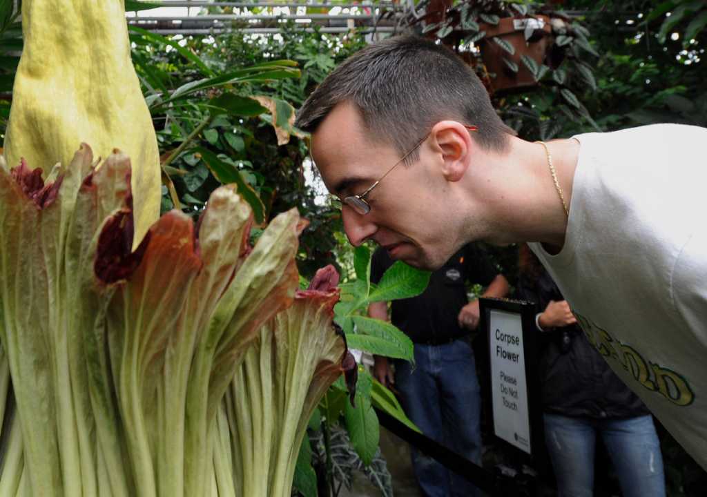 UConn 'corpse flower' blooms; scent now waning