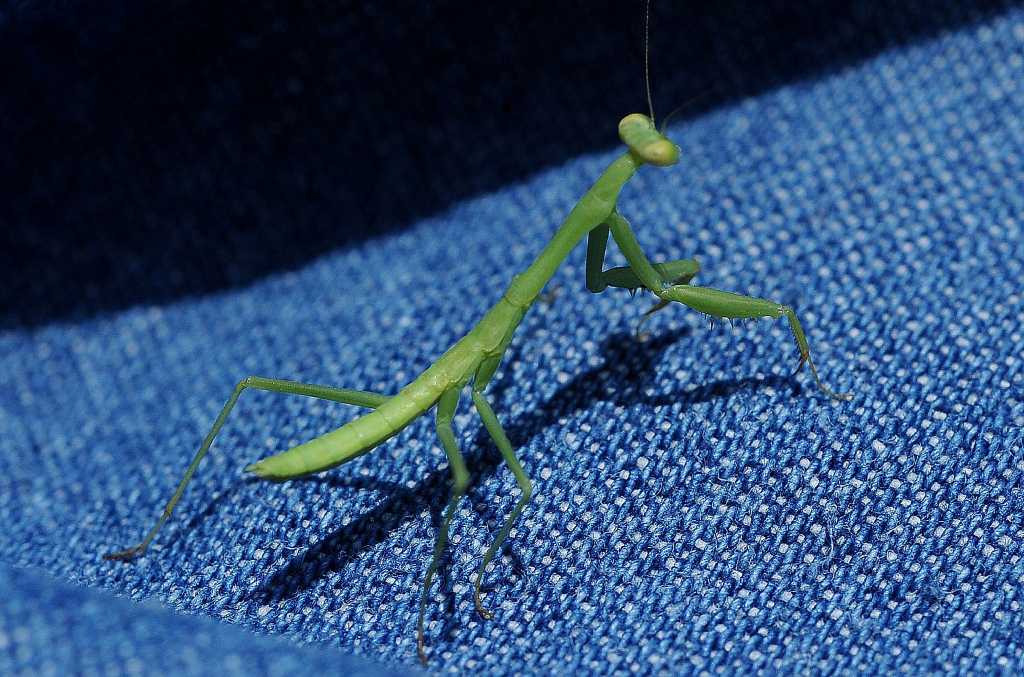 Know What S Bugging You