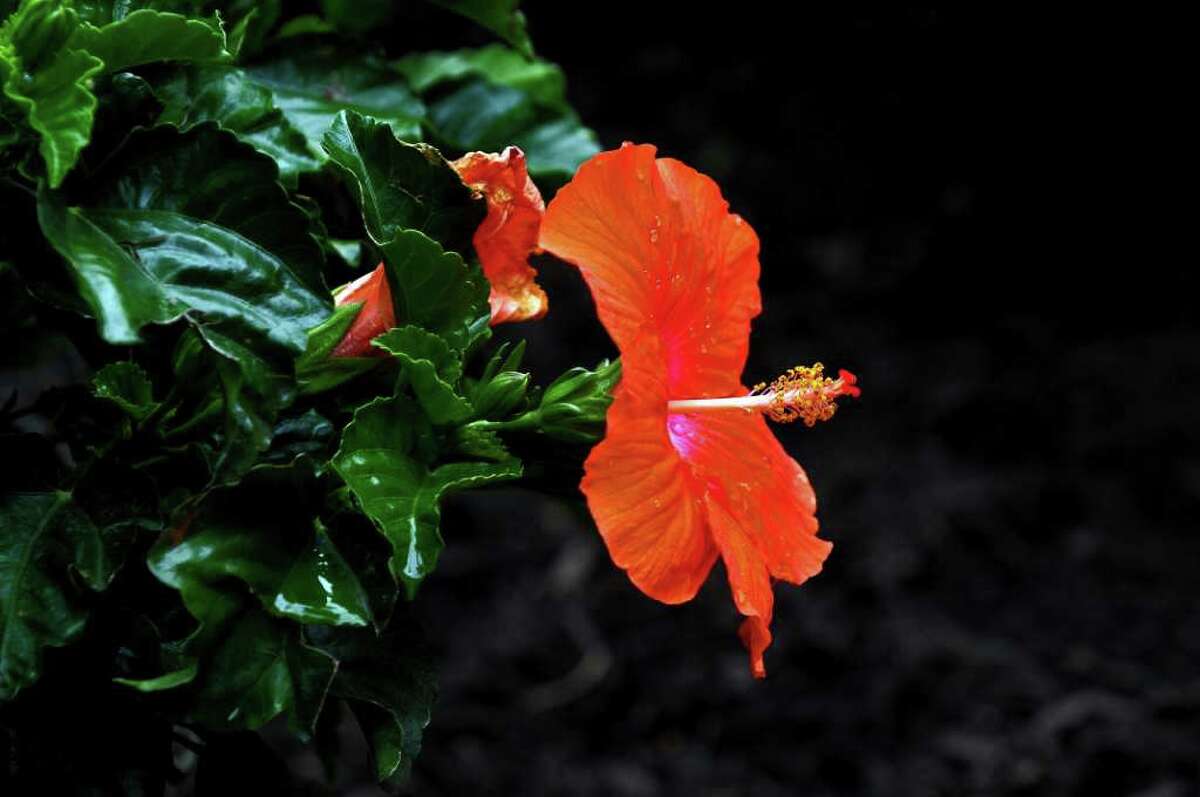 Two gardens with two tales