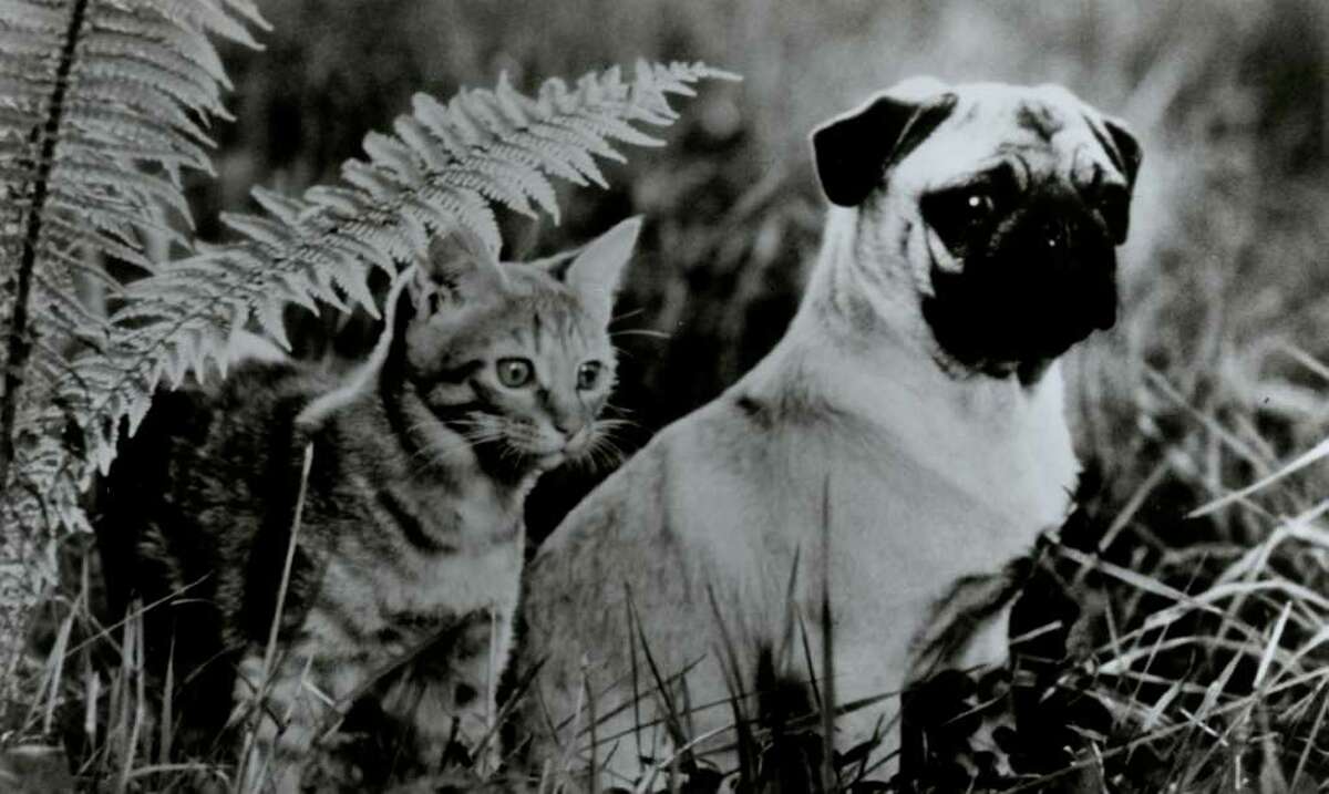 Leaders of the pack DOGS: Man's best friend is top dog on the big ...