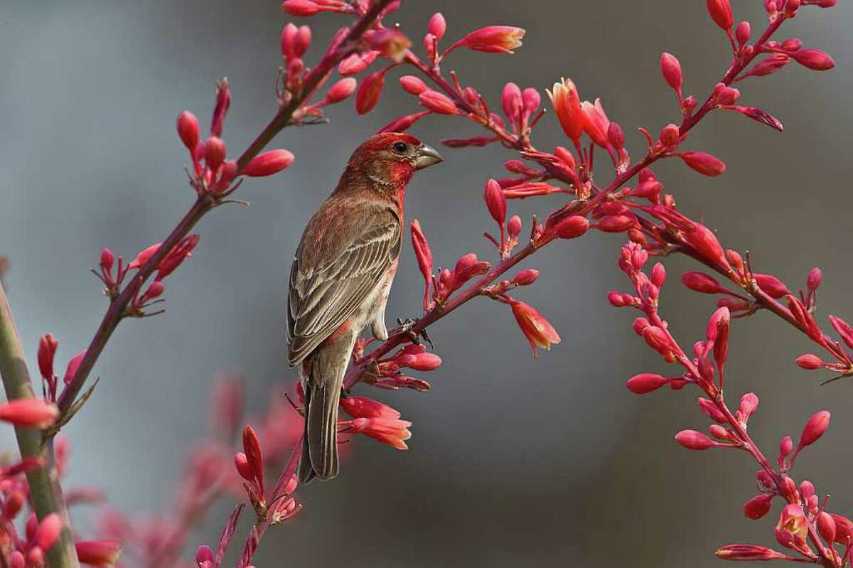 House finches find a home in Texas