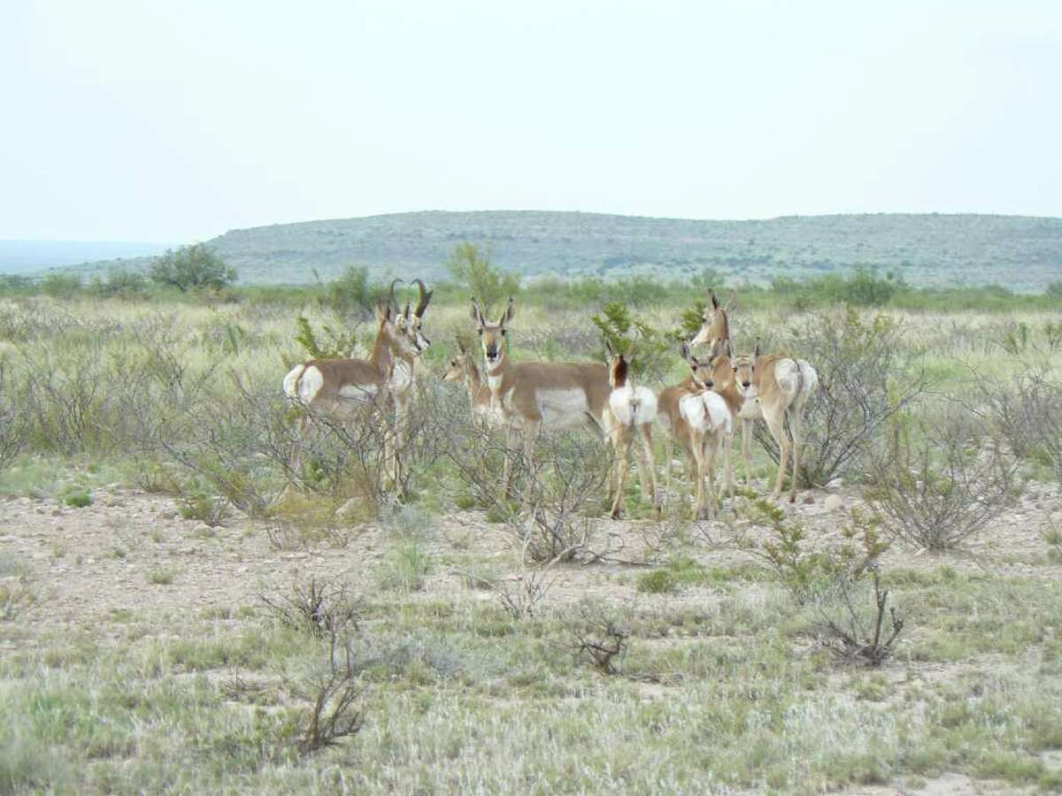 West Texas Pronghorn