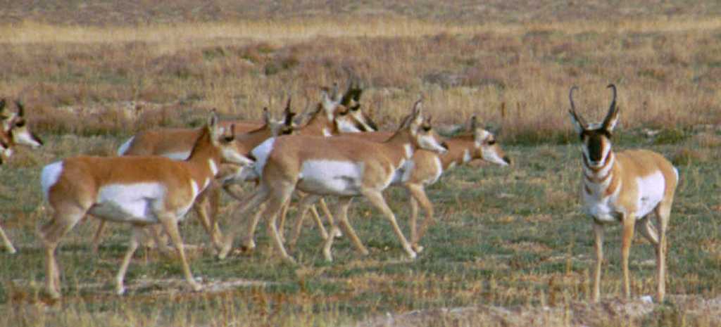 West Texas Pronghorn