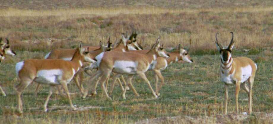West Texas Pronghorn - San Antonio Express-News