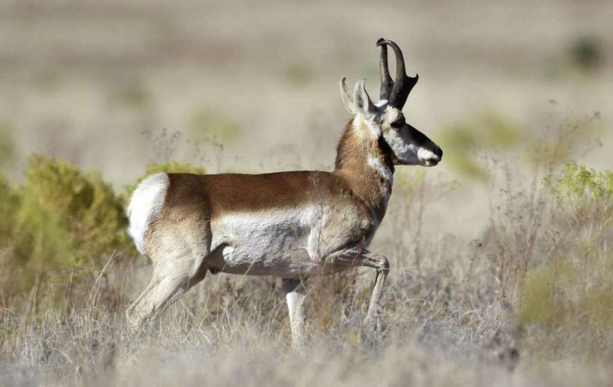 West Texas Pronghorn