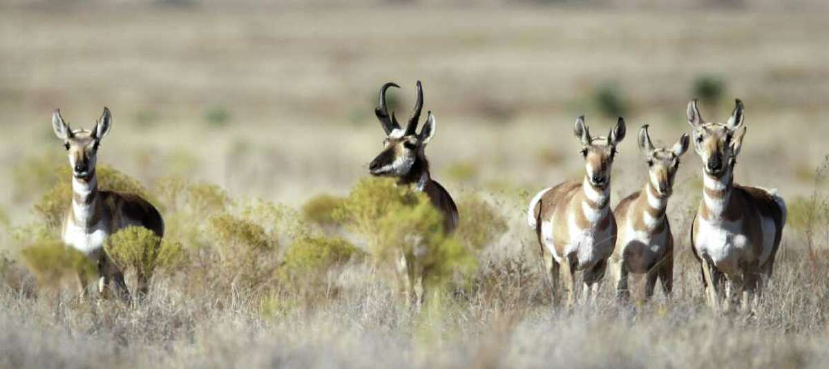 West Texas Pronghorn
