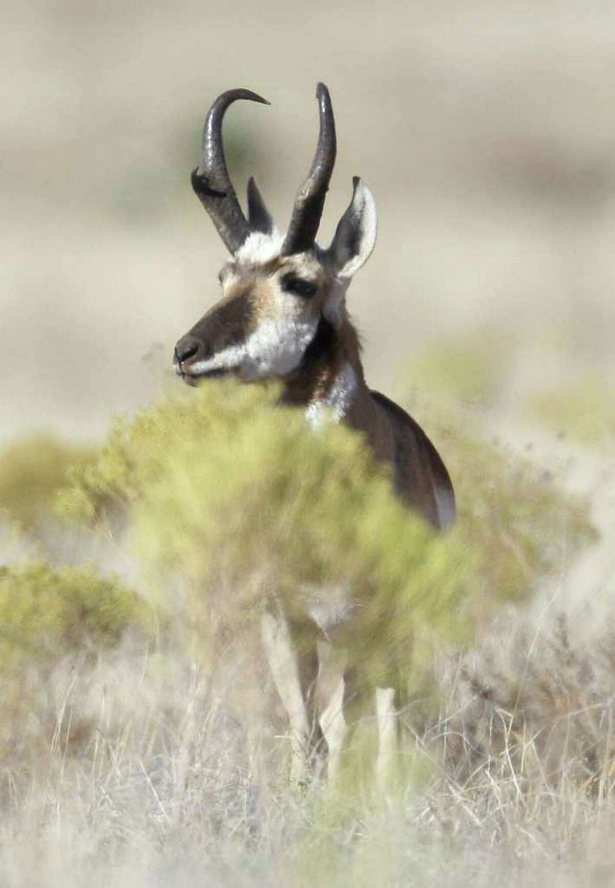 West Texas Pronghorn
