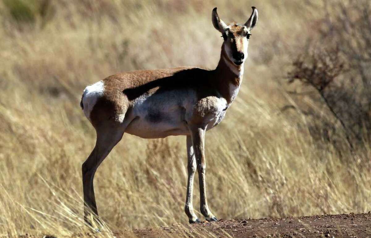 West Texas Pronghorn
