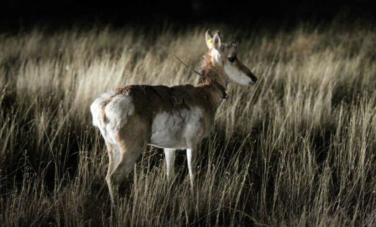 West Texas Pronghorn