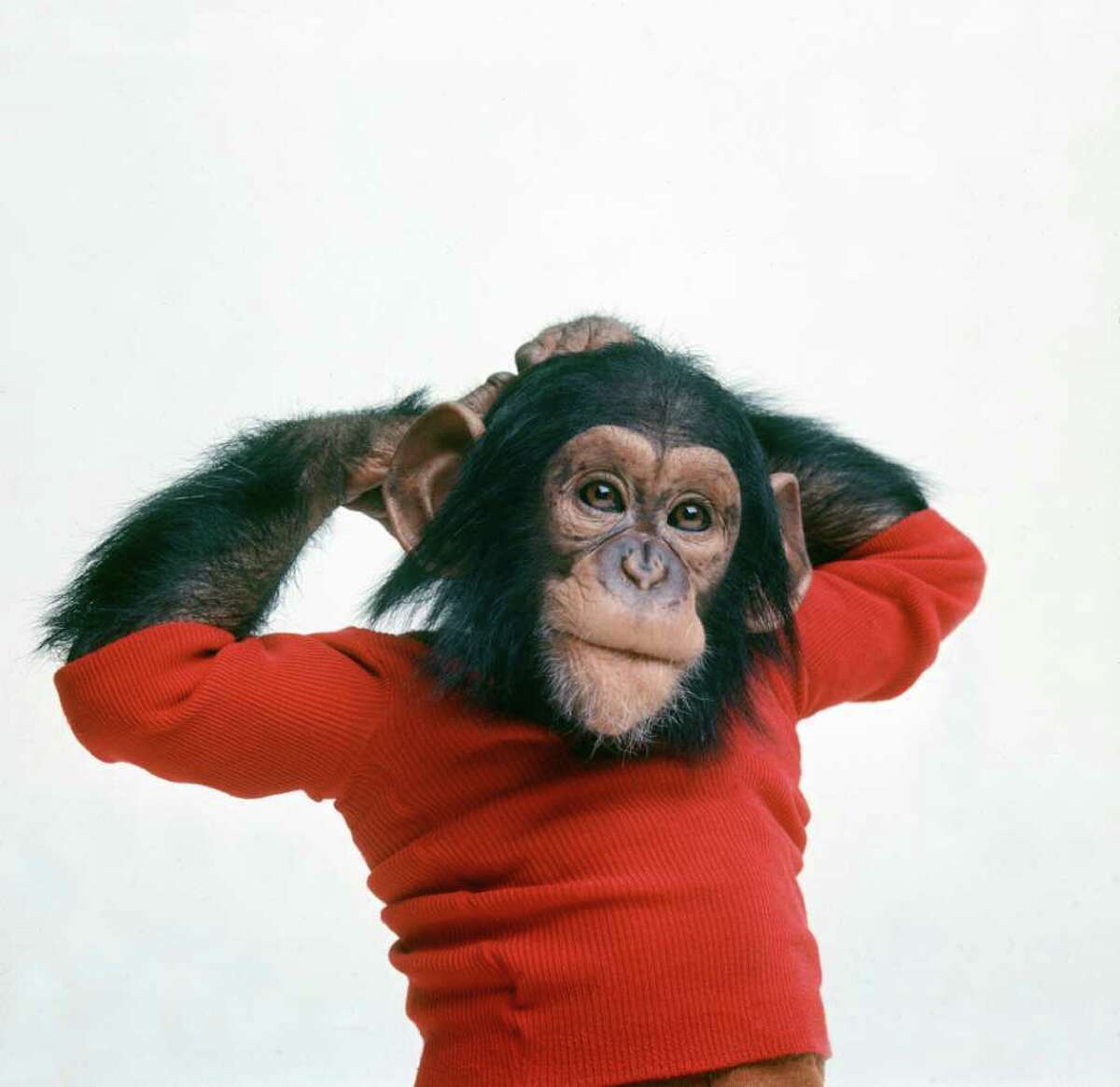 Author's book on famous chimp now a documentary