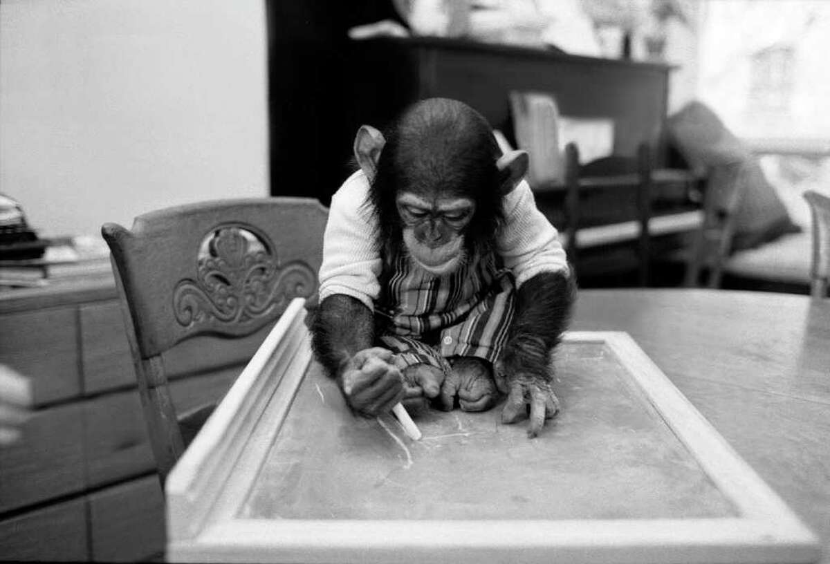 Author's book on famous chimp now a documentary