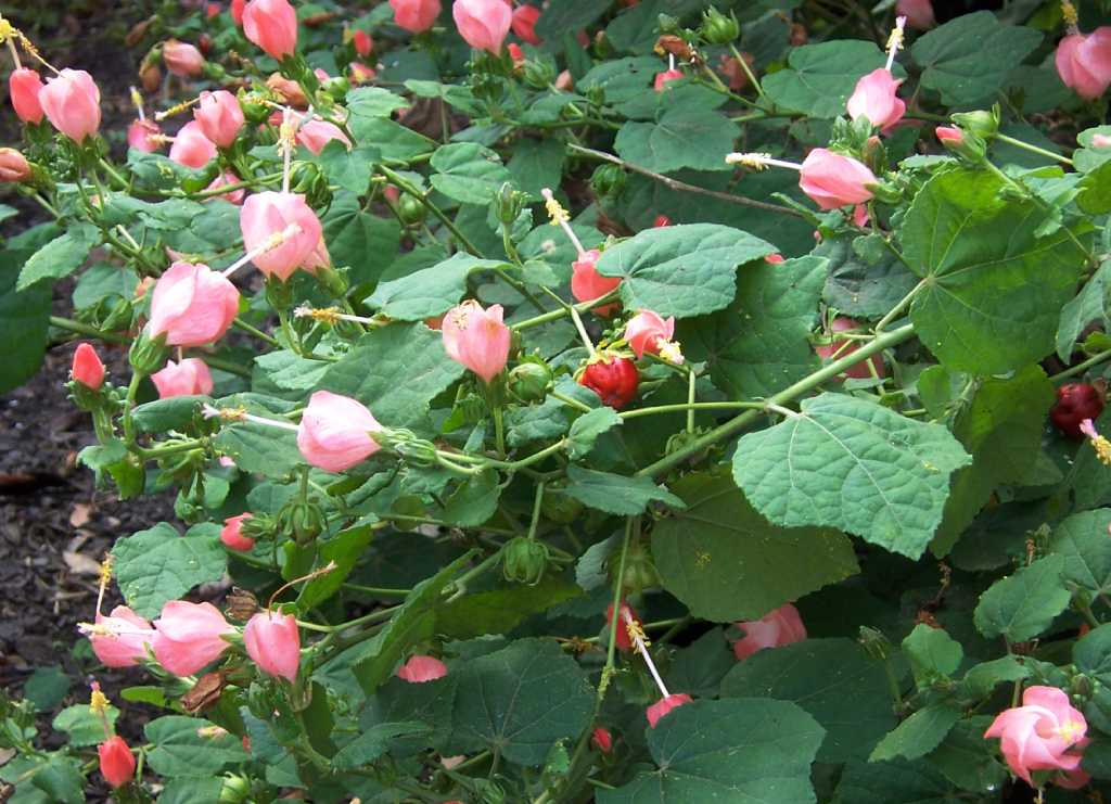 In the Garden: New pink Turk's cap is a Texas Superstar