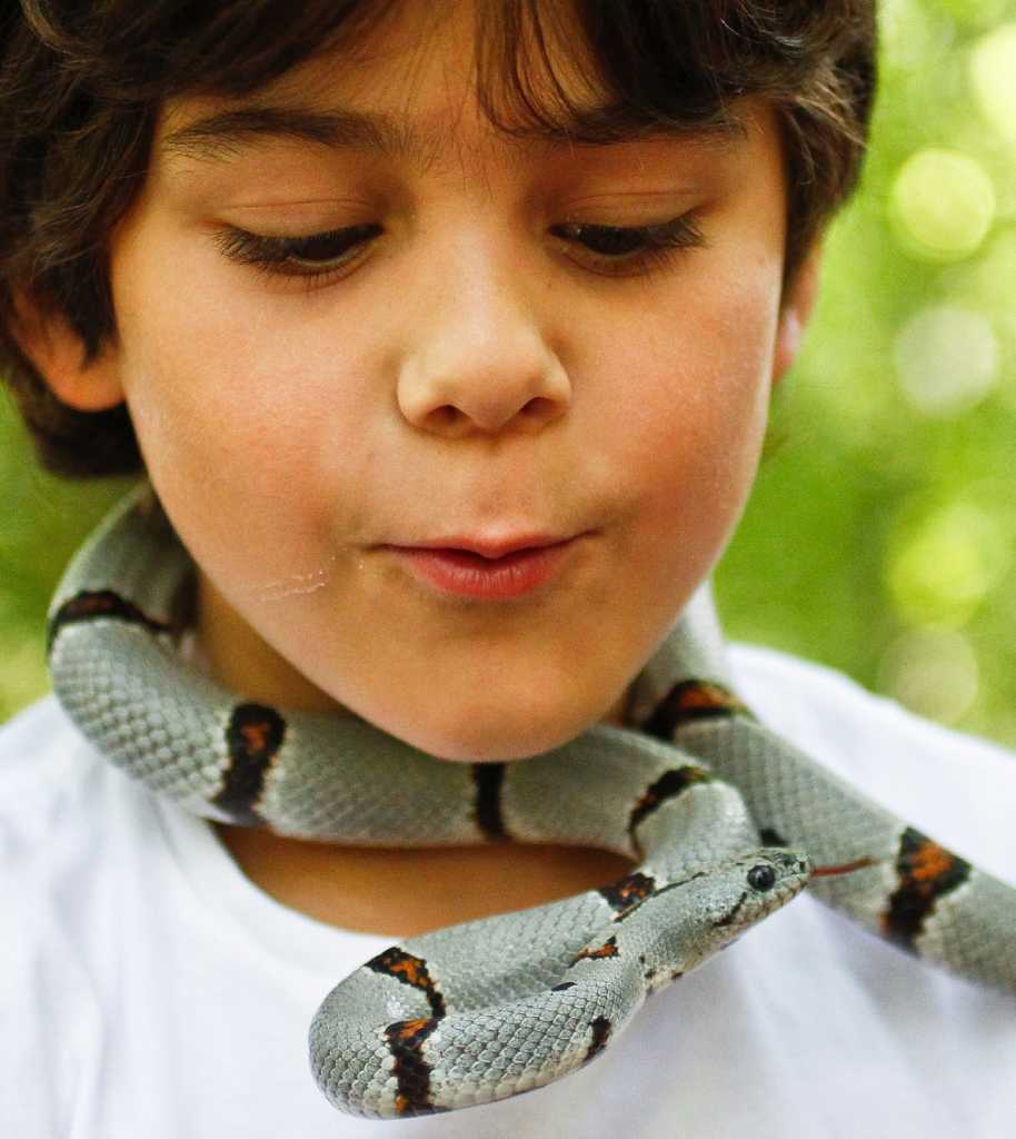 Forget computers, how about Snake Camp?