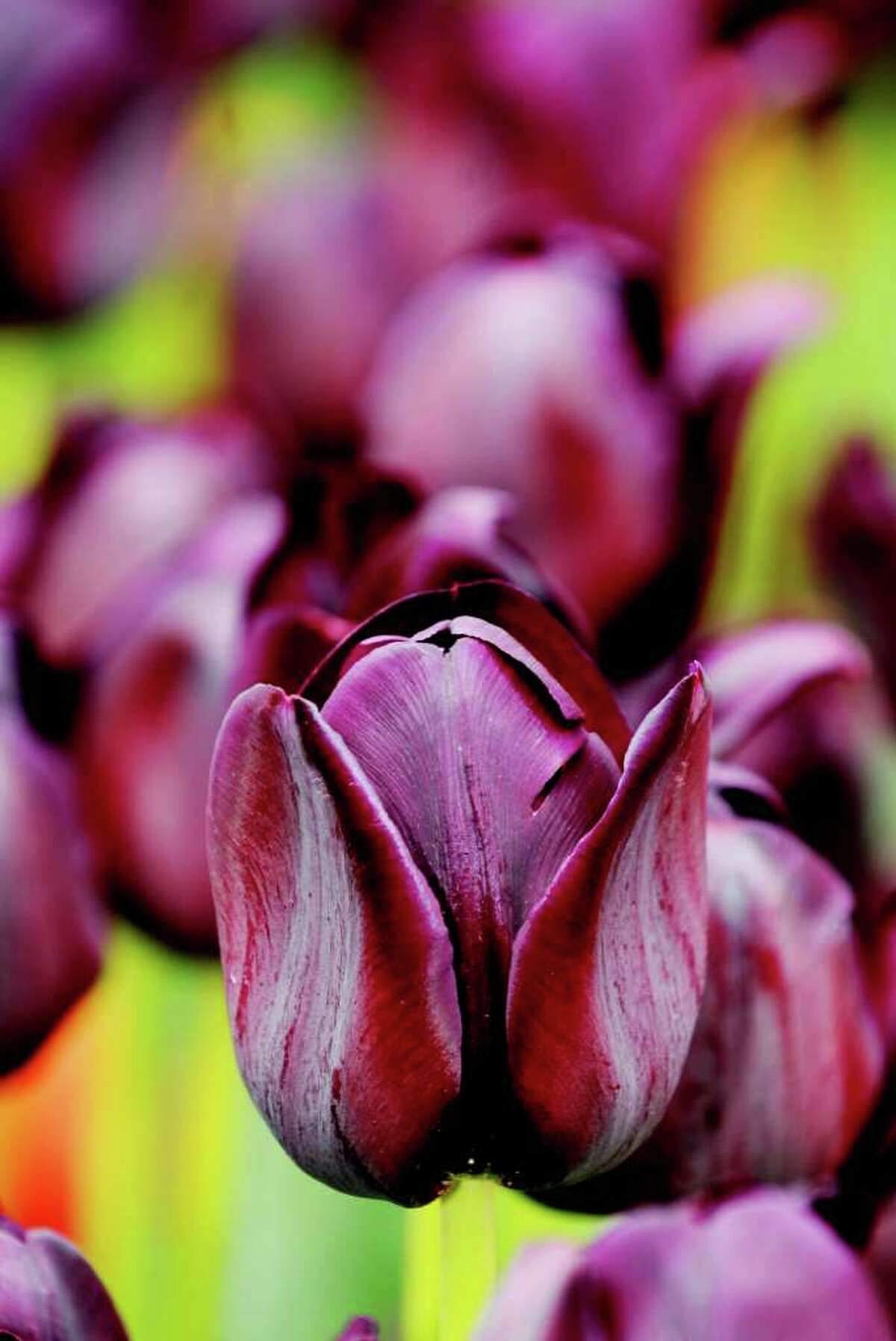 Tulip Festival music acts, schedule announced