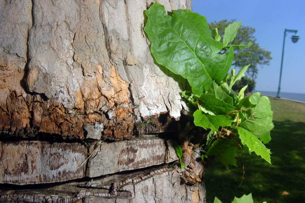 Vandalized trees at St. Mary's might pull through