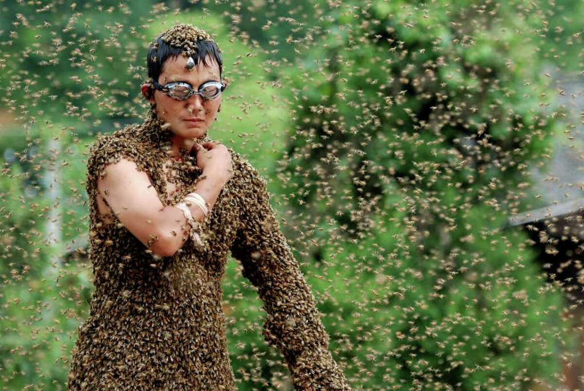 Bee bearding competition