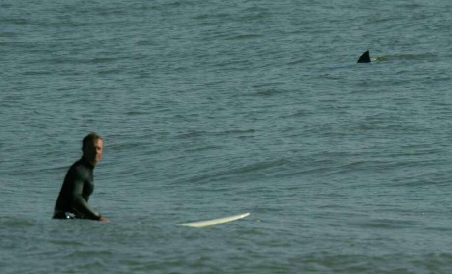 Tourists record great white shark devouring seal near Alcatraz - SFGate