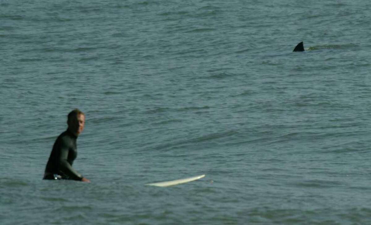 Tourists record great white shark devouring seal near Alcatraz