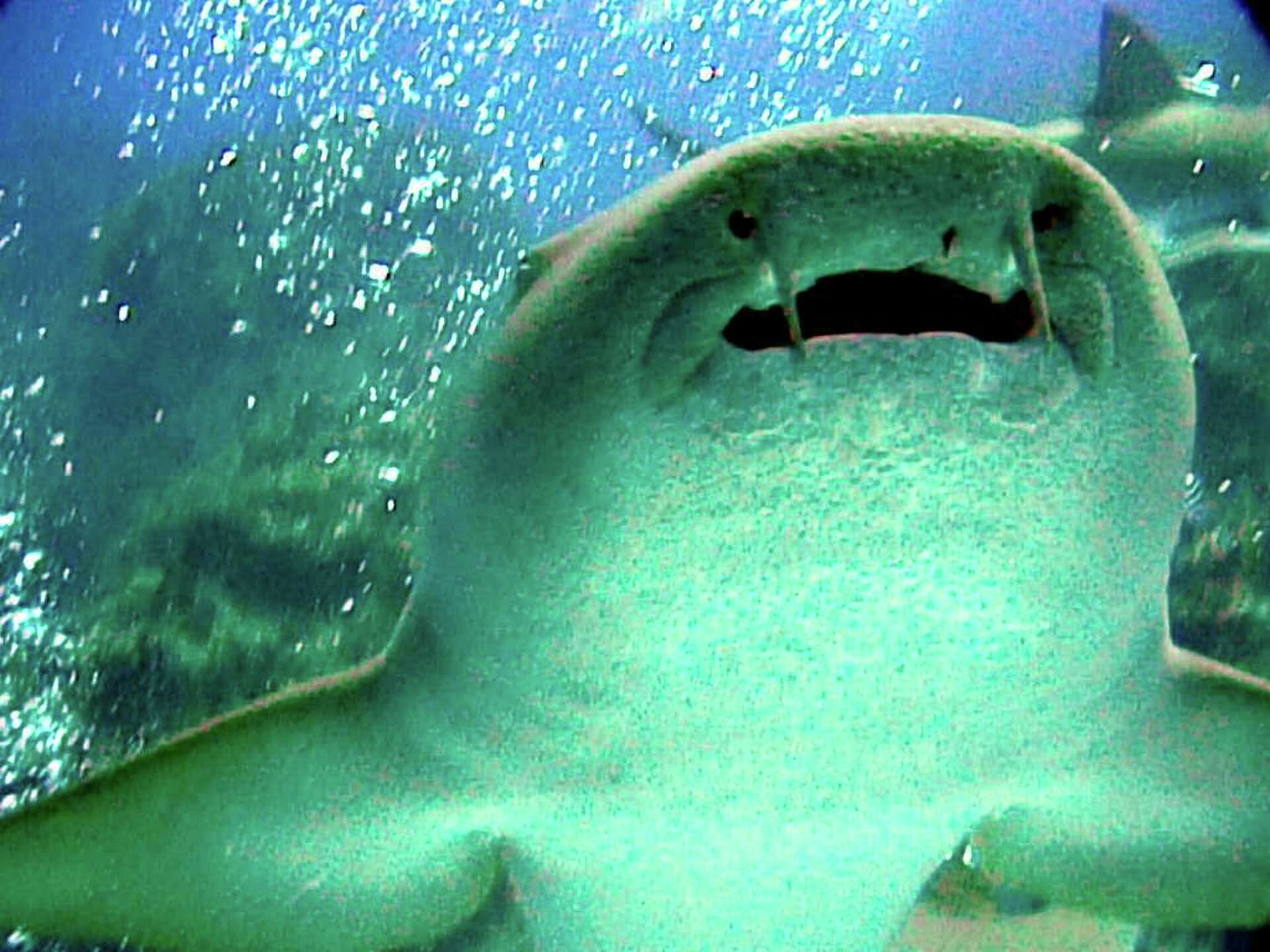 Tourists record great white shark devouring seal near Alcatraz