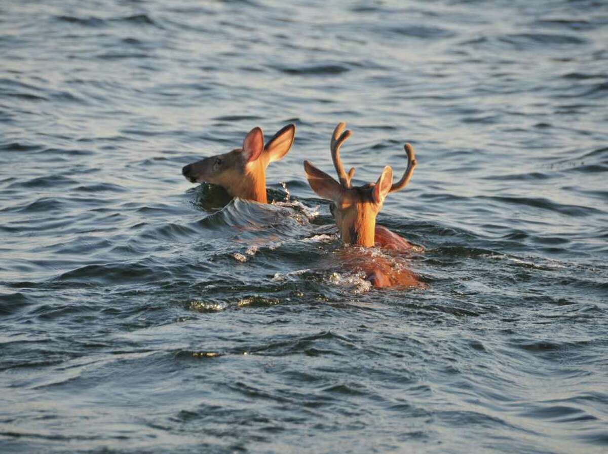 Men save deer swimming in the Sound