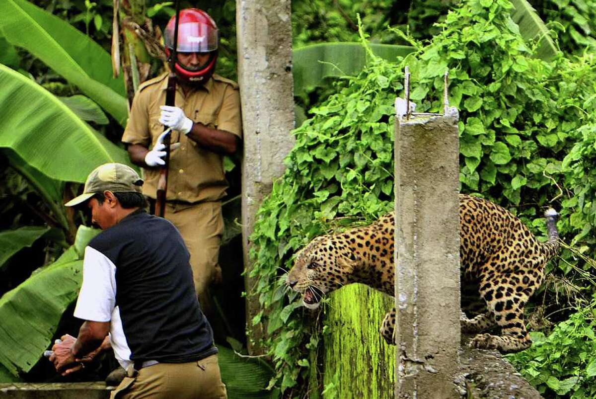 Leopard attacks in India