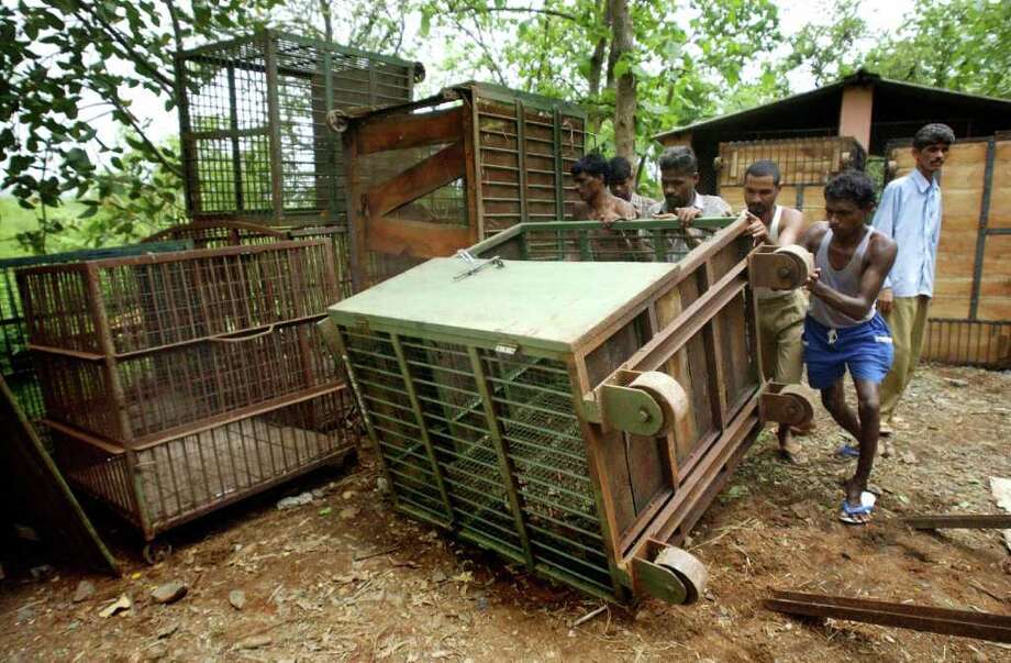 Leopard attacks in India - seattlepi.com