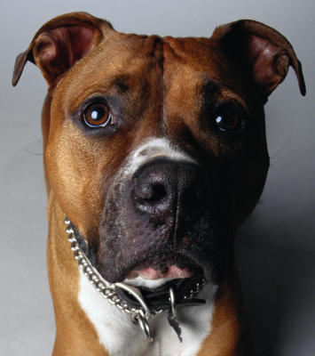 Pit bulls have hard time shaking 'dangerous' label