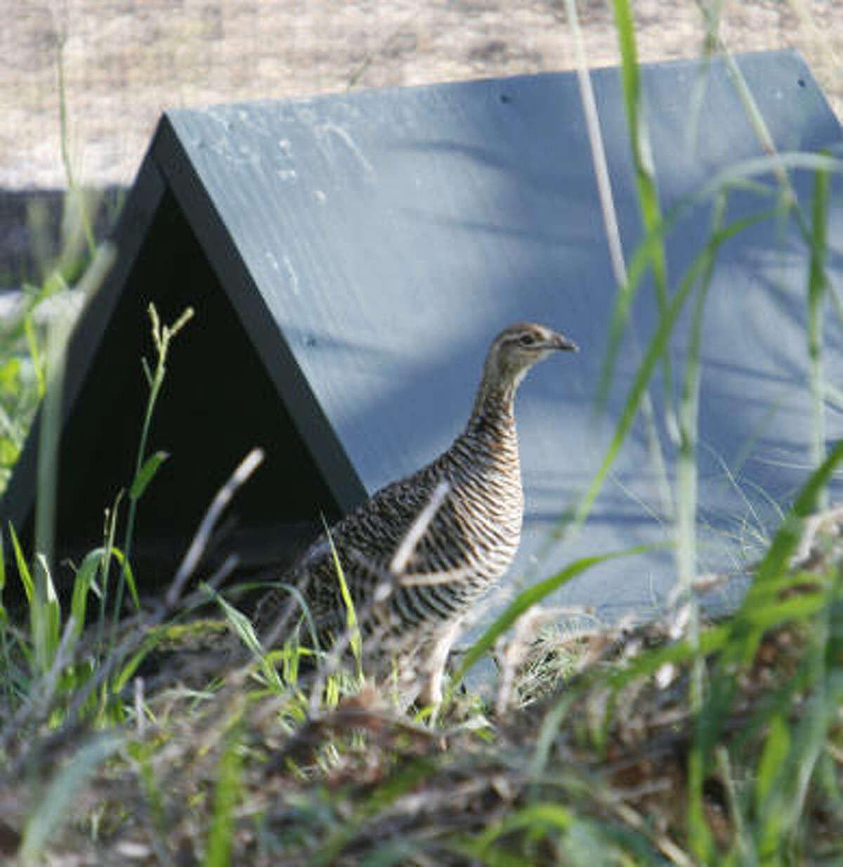 Attwater's prairie chickens 'boom' into spring