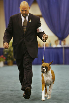 Boxer wins Sunday's title at dog show