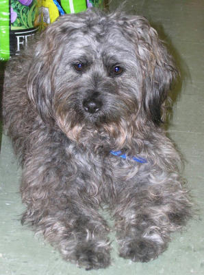 Pethouse pet of the week