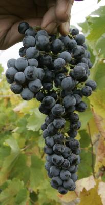 Striking a balance with merlot