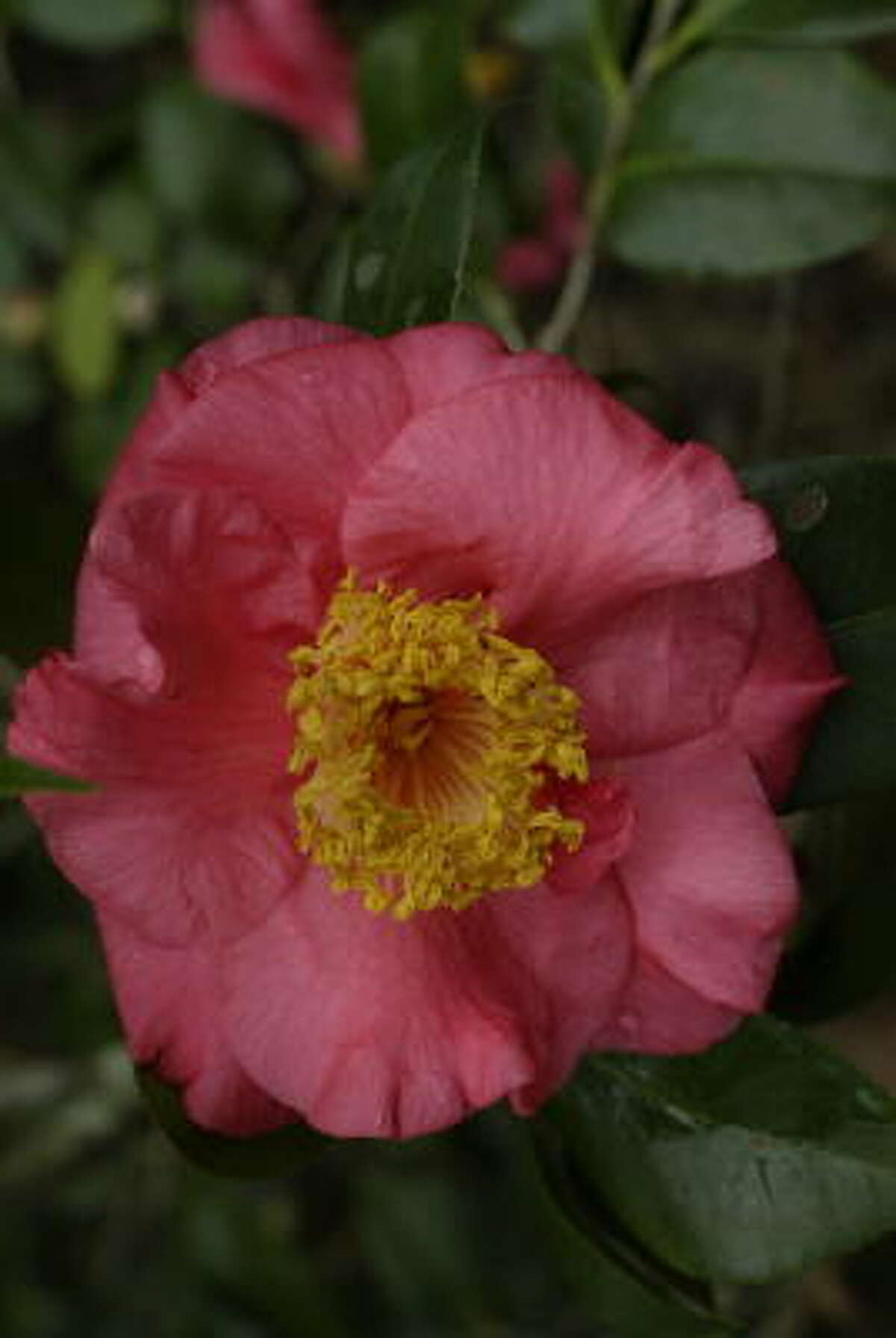Plant of the month: Camellia