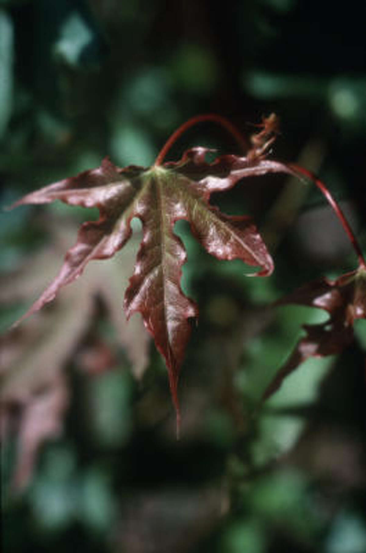 Fall foliage trees