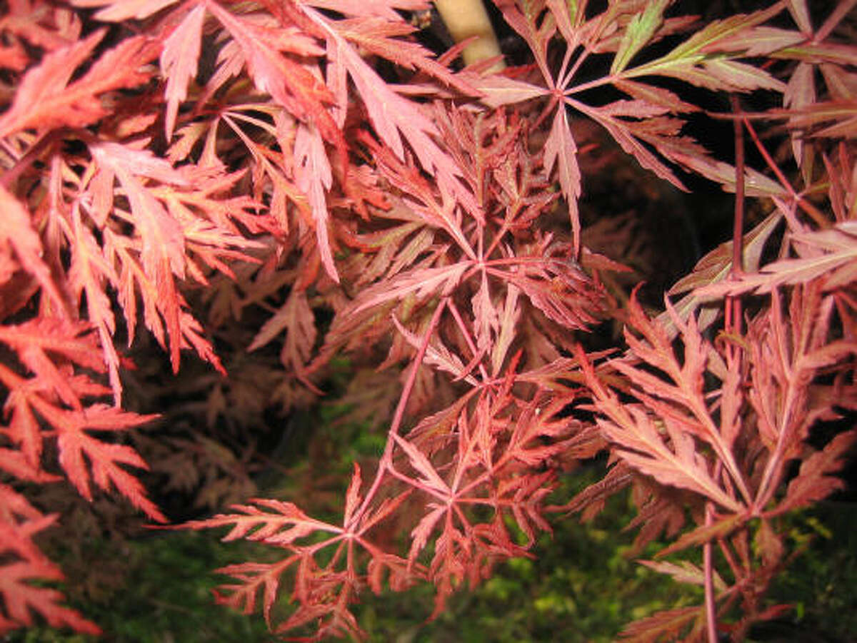 Fall foliage trees