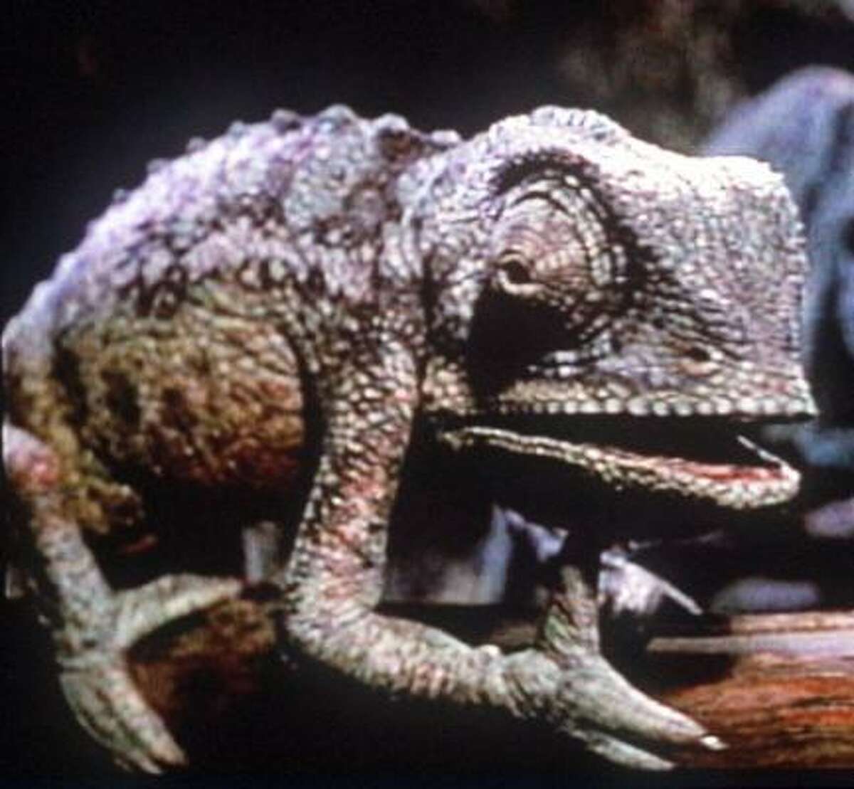 InBev plans for Budweiser to become global brand