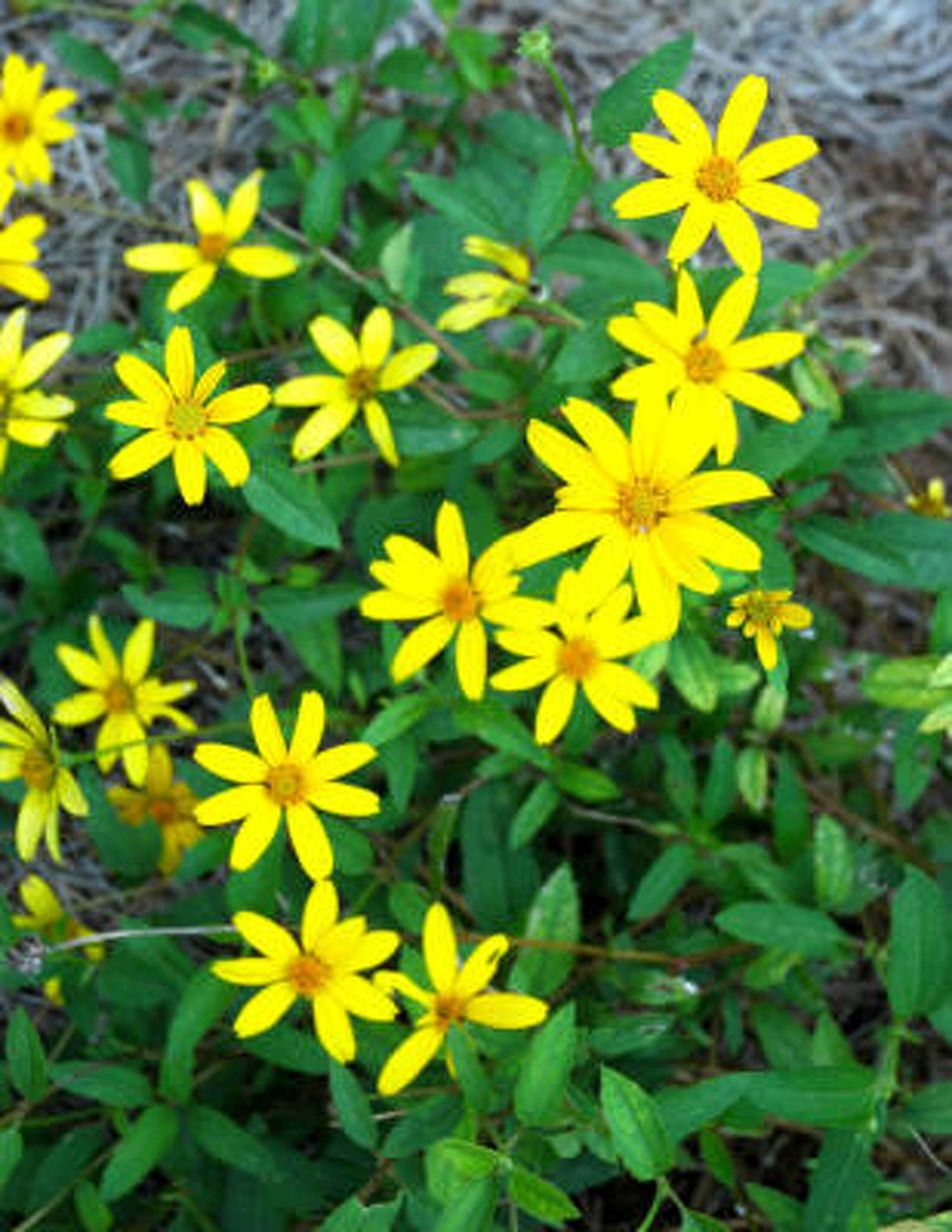 Hot plants for summer