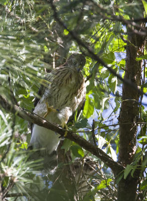 Nature: A hawk revival in Houston