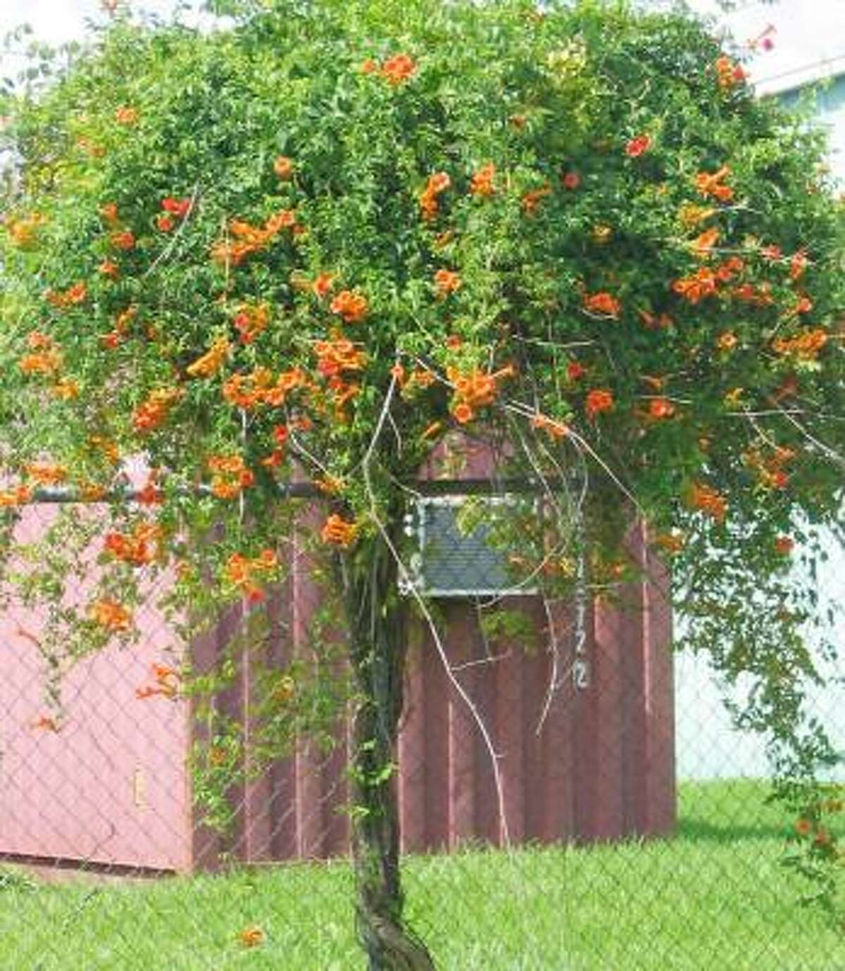 All kinds of weeds sprout up after the heavy rains