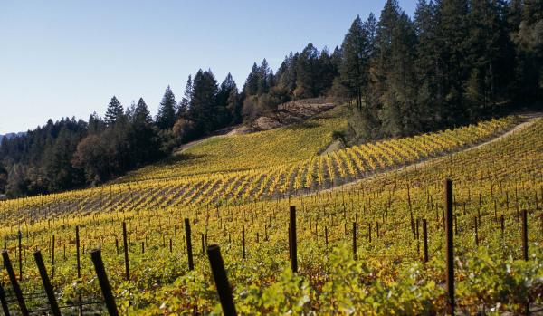 Cade Winery: both new and green