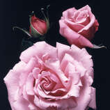 How and when do I prune my roses? - Houston Chronicle