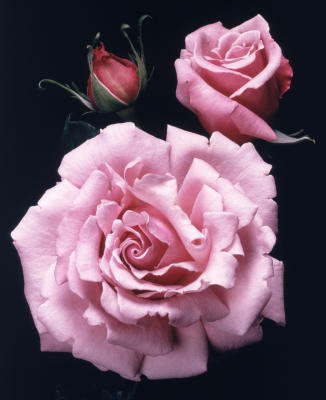 All about pruning roses in Houston