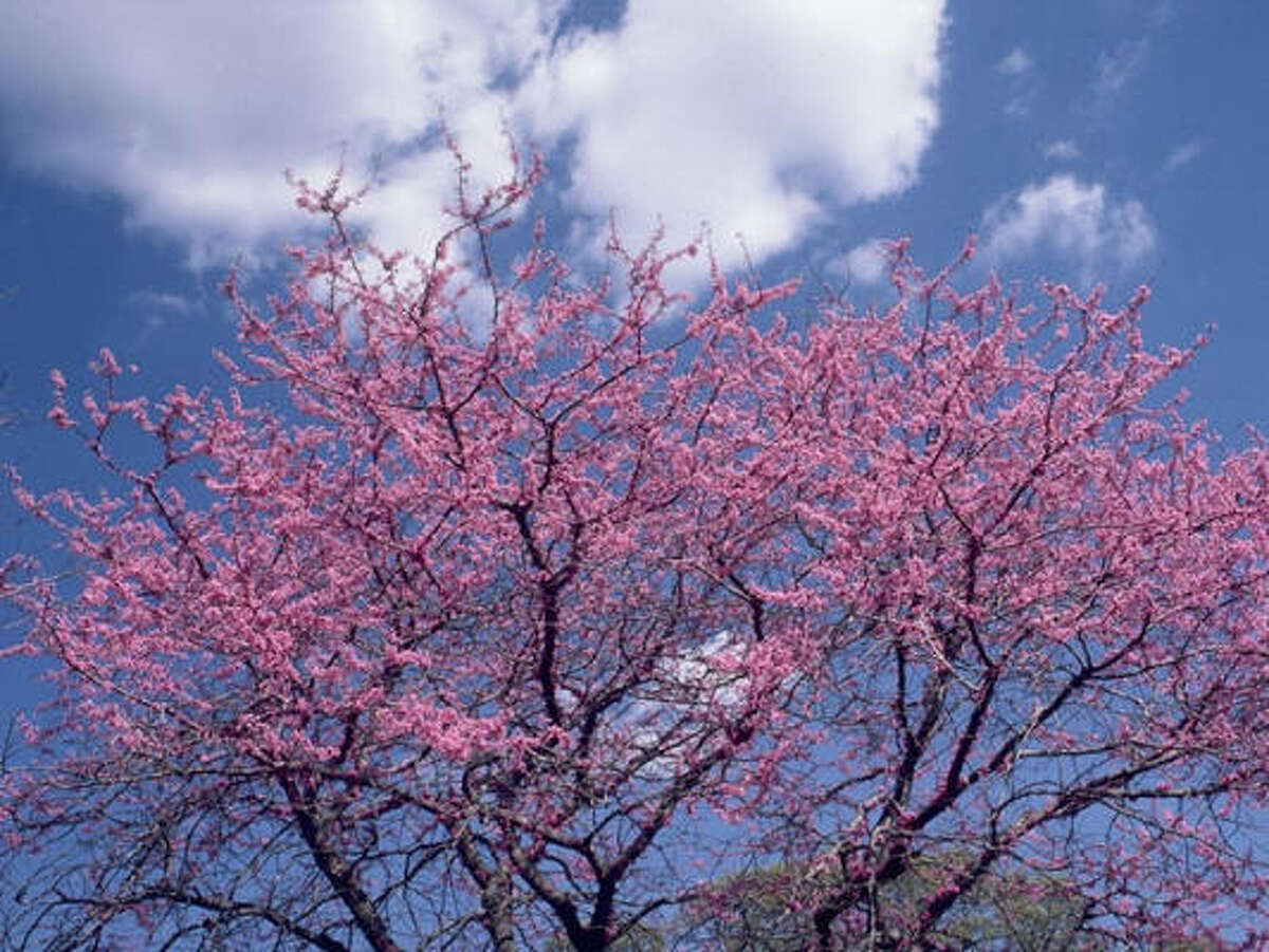 Drought-tolerant trees