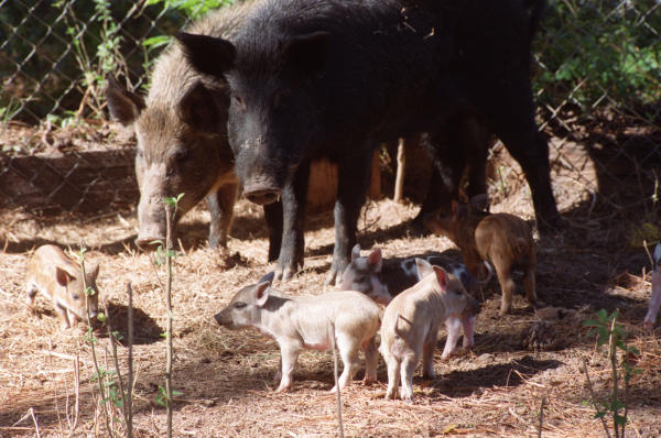 Idea on table: Slay feral hogs with arrows, feed hungry