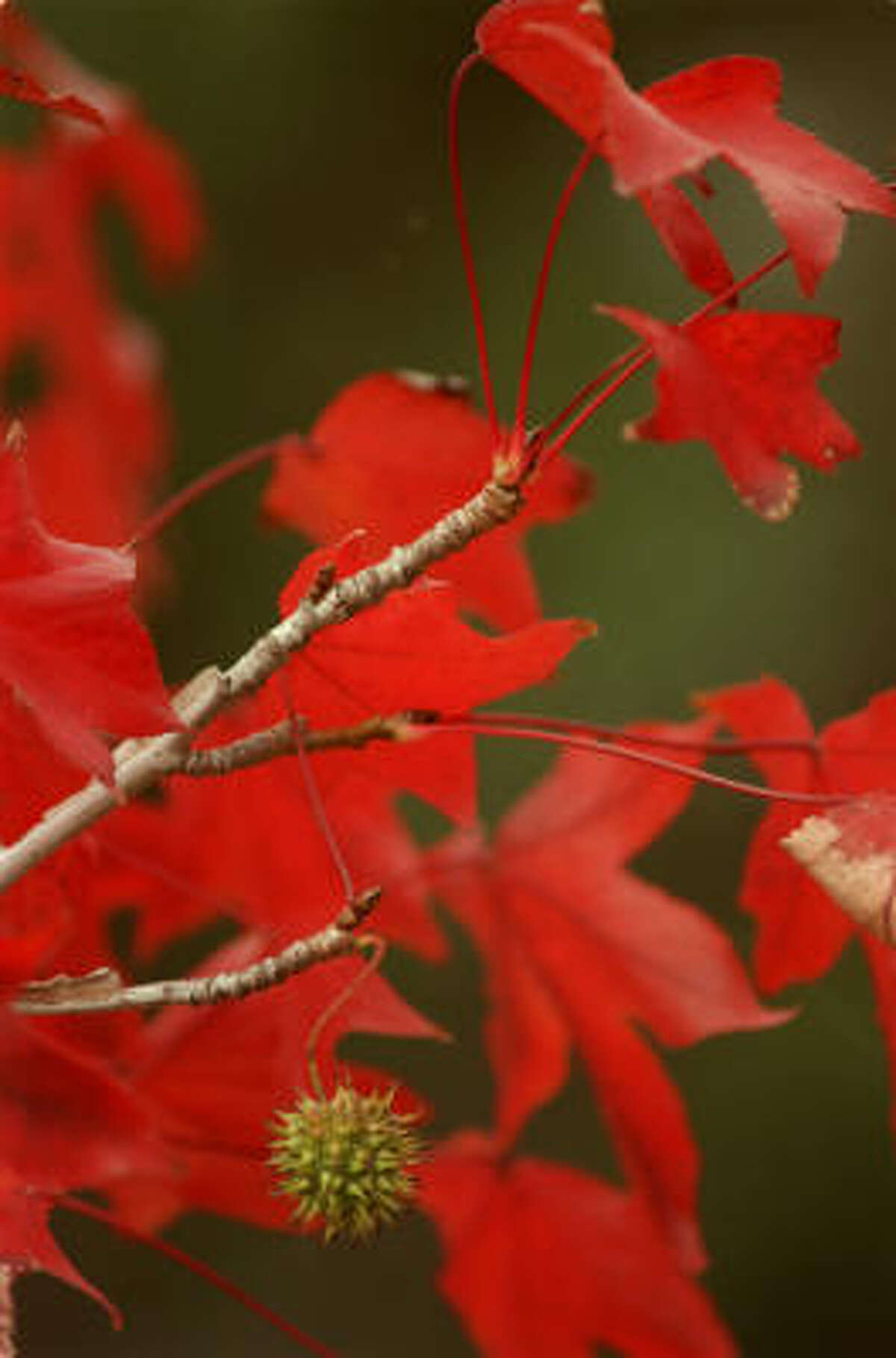 Fall foliage: The best trees for color